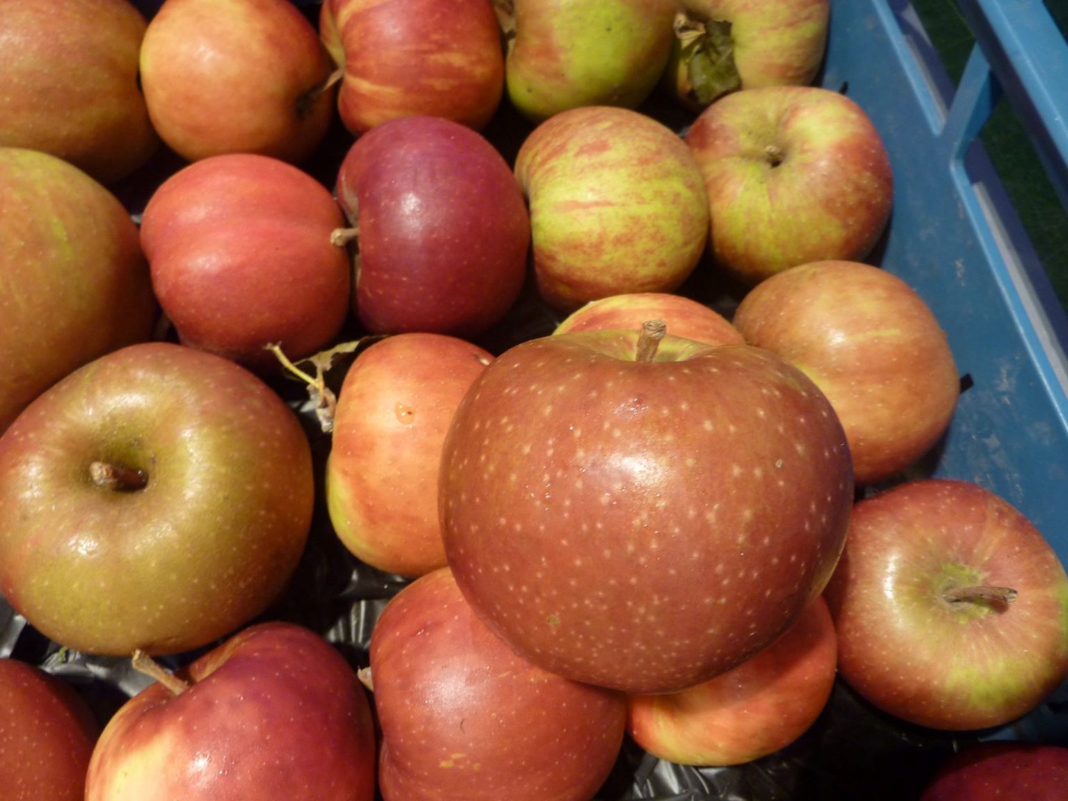 Roter Boskoop - Die Frischebringer